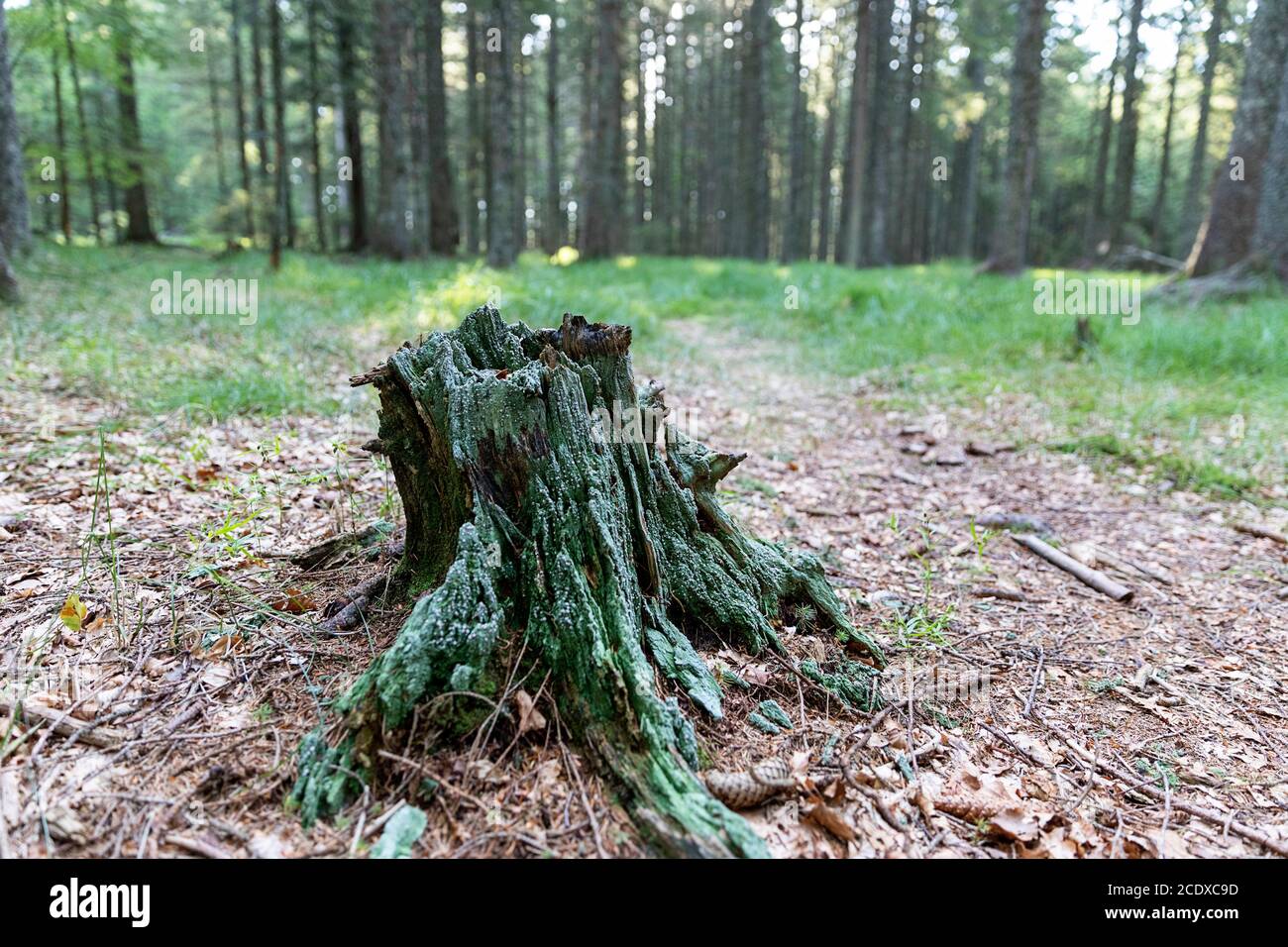 TRee stump in pine forest Stock Photo - Alamy