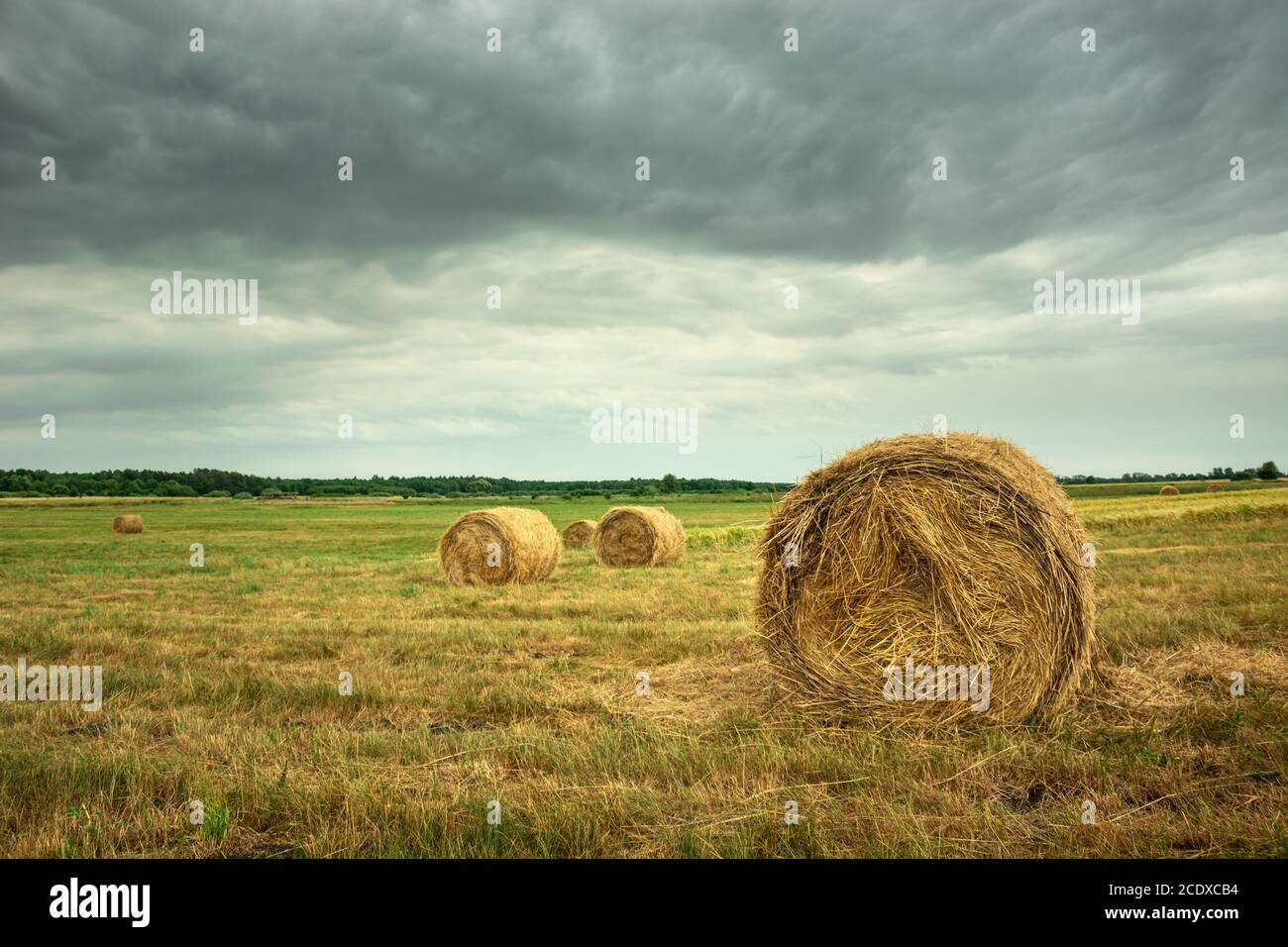 Round hay bales in the field and dark clouds Stock Photo - Alamy