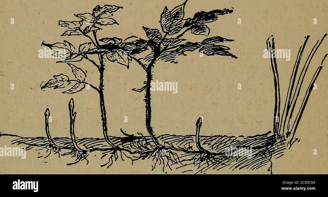 Tips of several branches hi-res stock photography and images - Alamy