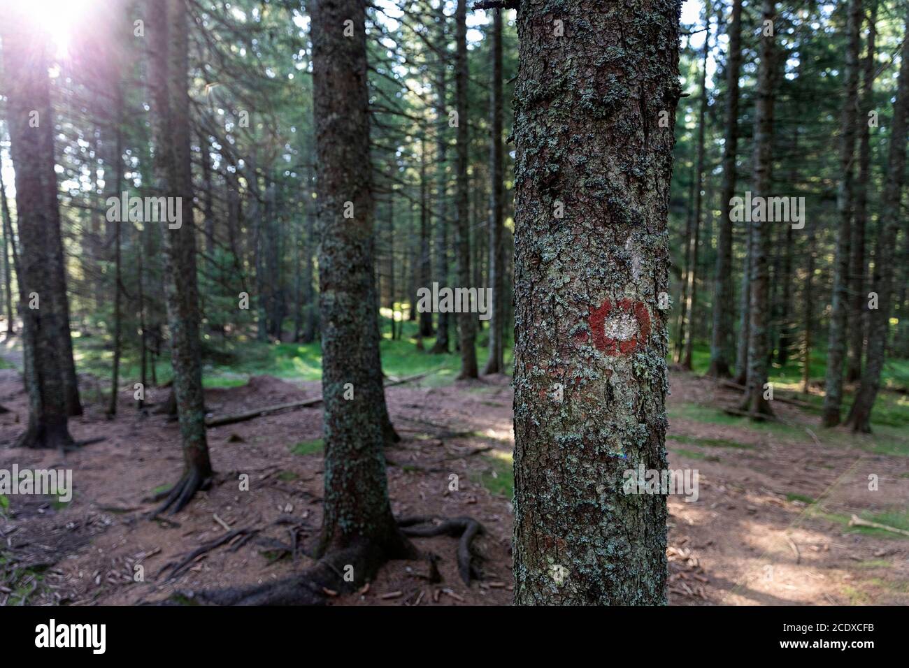 Mark trail hi-res stock photography and images - Alamy