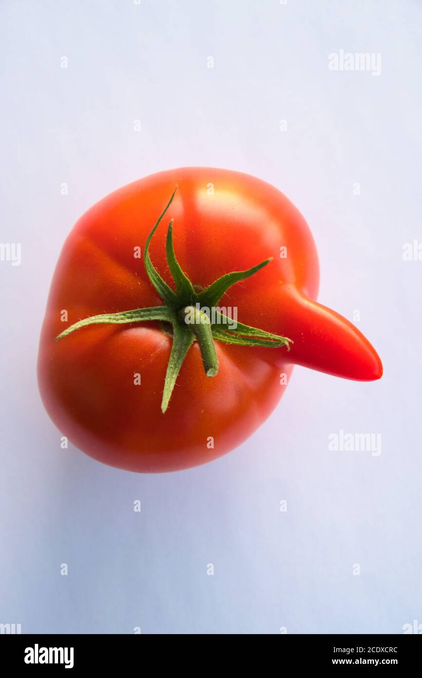 Tomato nose hi-res stock photography and images - Alamy