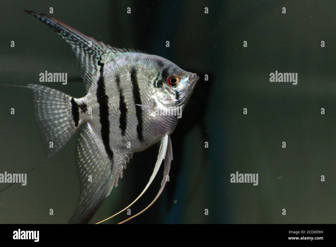 gray angelfish swimming in the aquarium. Image contains copy space ...