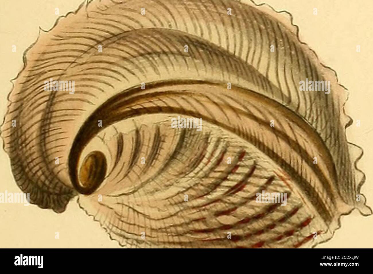 . Systematisches Conchylien-cabinet . J. ? /KCfe Stock Photo - Alamy
