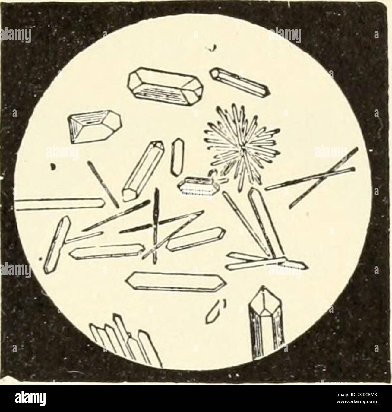 . Kirkes' handbook of physiology . Fig. 295.—Various Forms of Uric Acid ...
