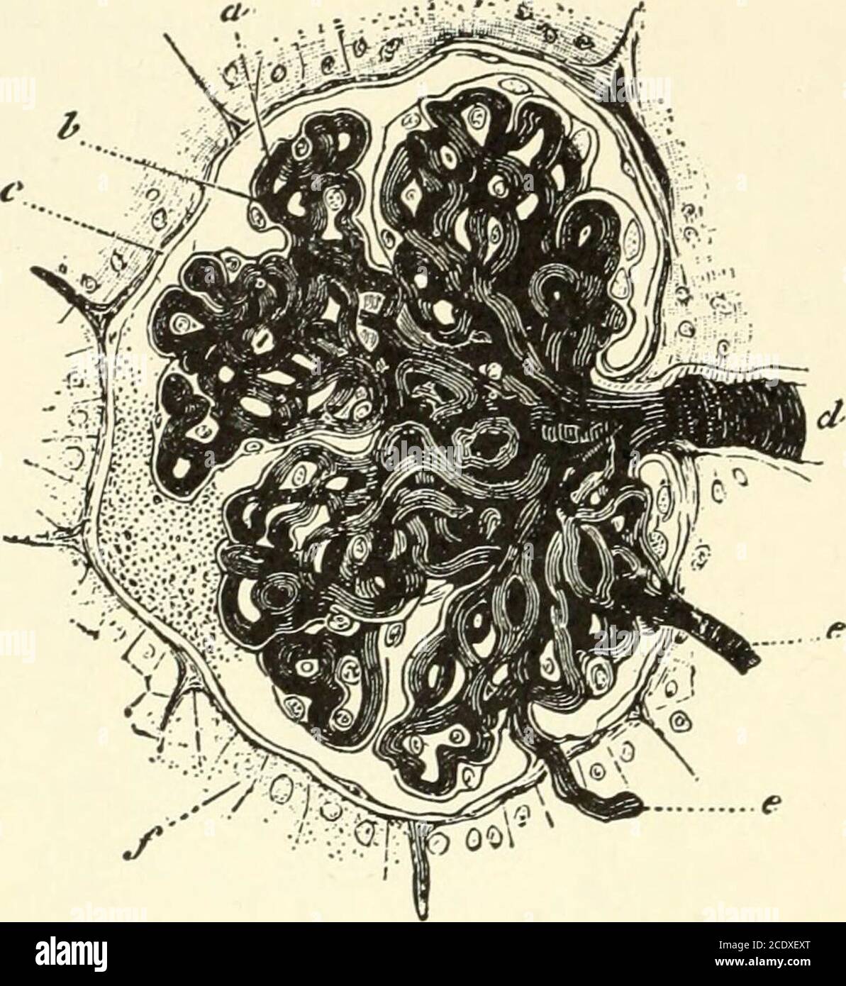 Nephron Model Vasa Recta