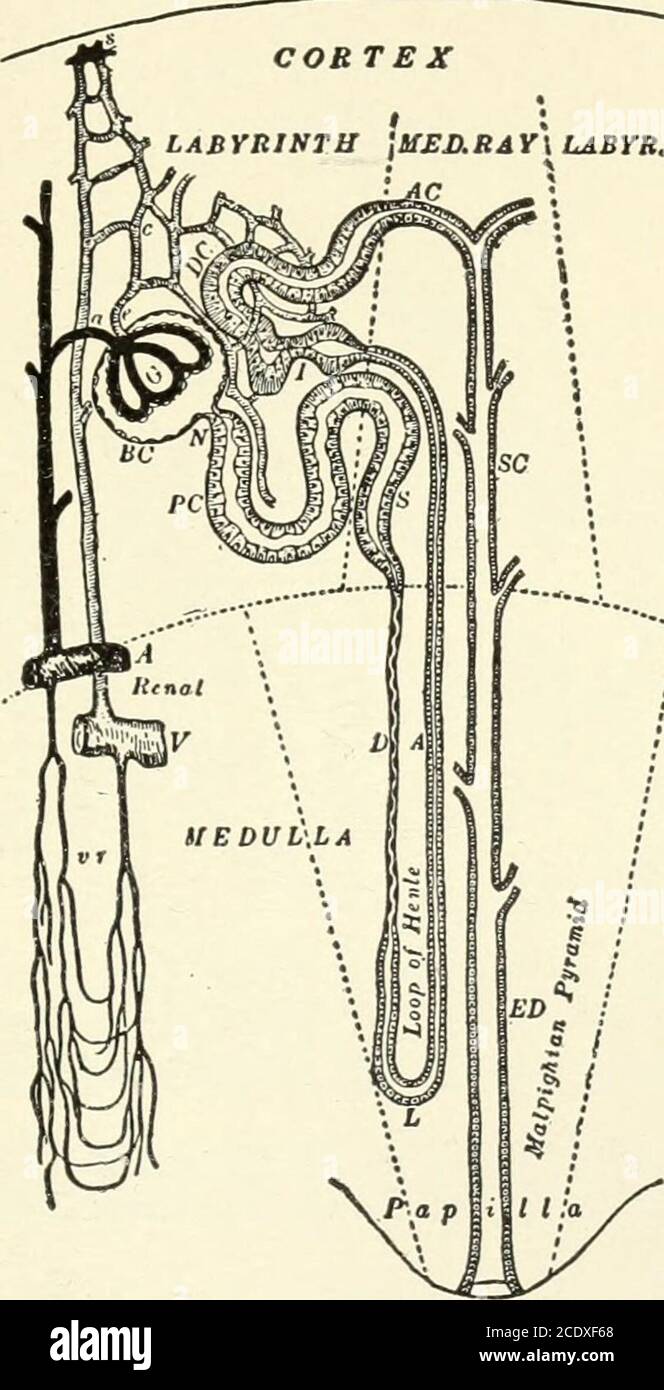 . Kirkes' handbook of physiology . amount of fibrous tissue, and lined ...