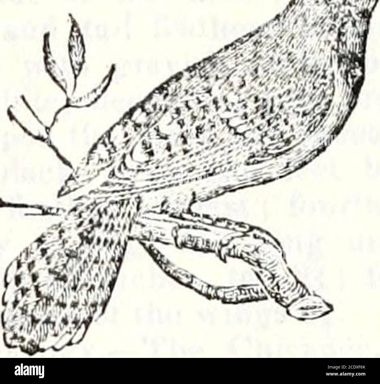 Chestnut foreneck hi-res stock photography and images - Alamy