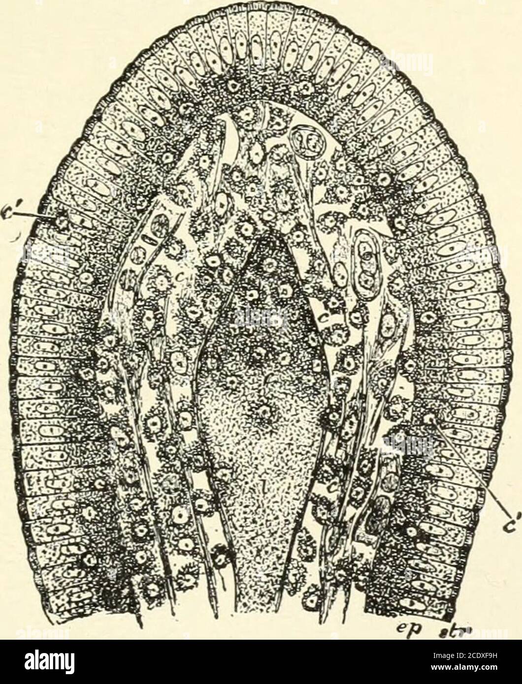 . Kirkes' handbook of physiology . loss. Analysis of the total lymph ...