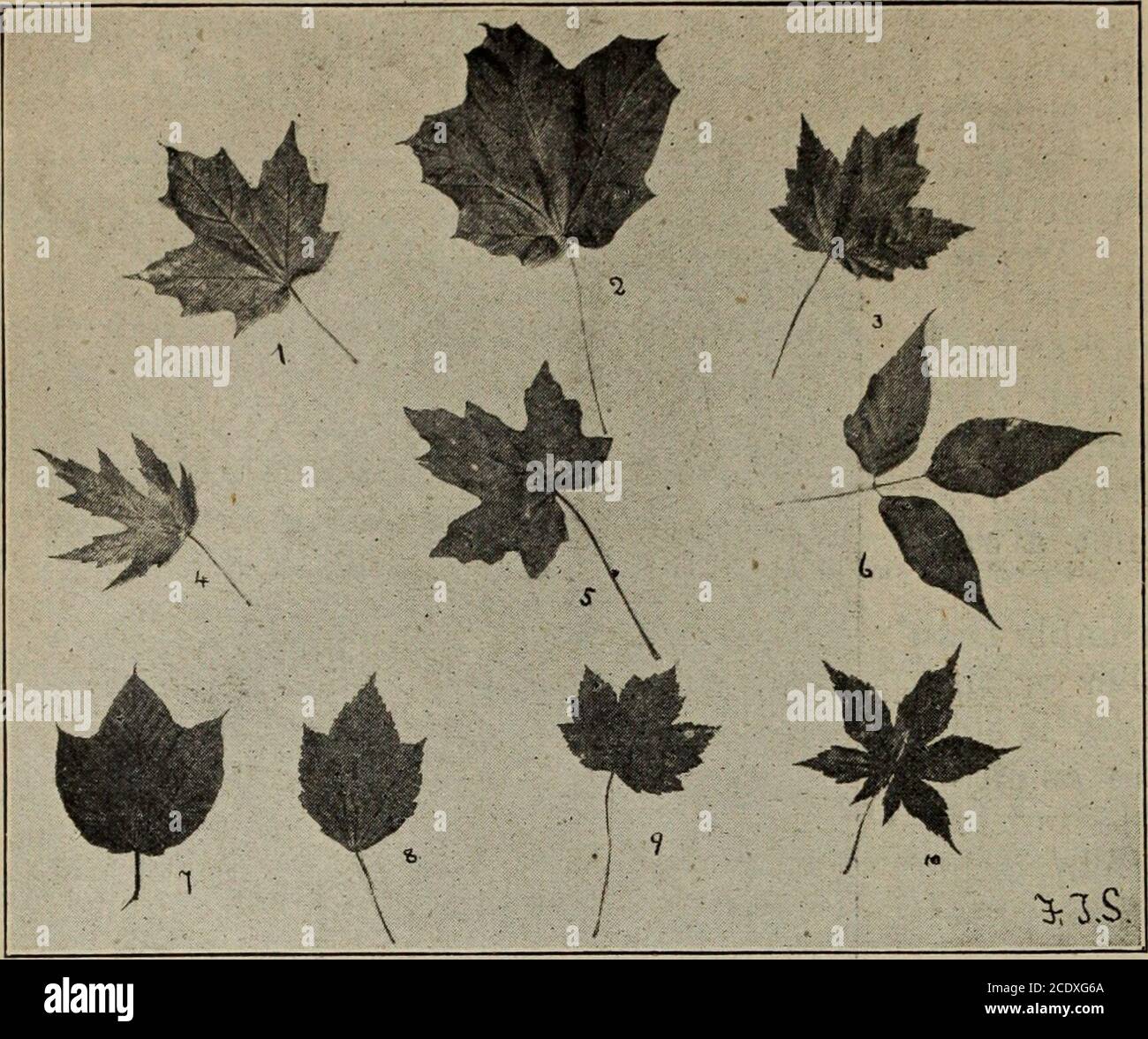 Negundo aceroides hi-res stock photography and images - Alamy