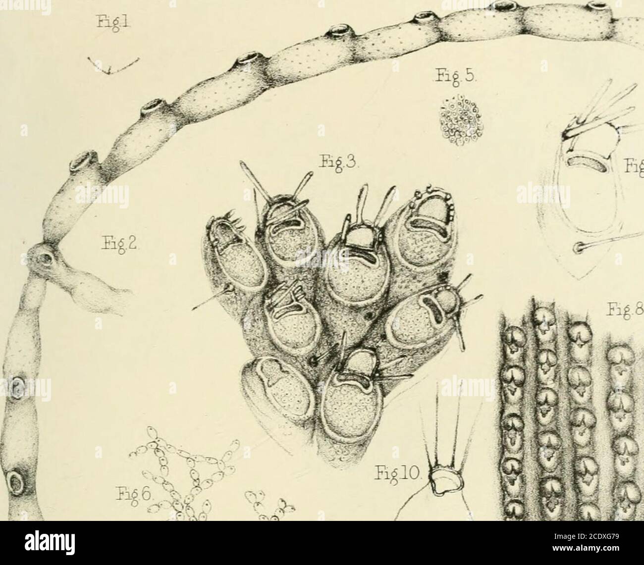 . Quarterly journal of microscopical science . ea. 2. Polyzoa ...