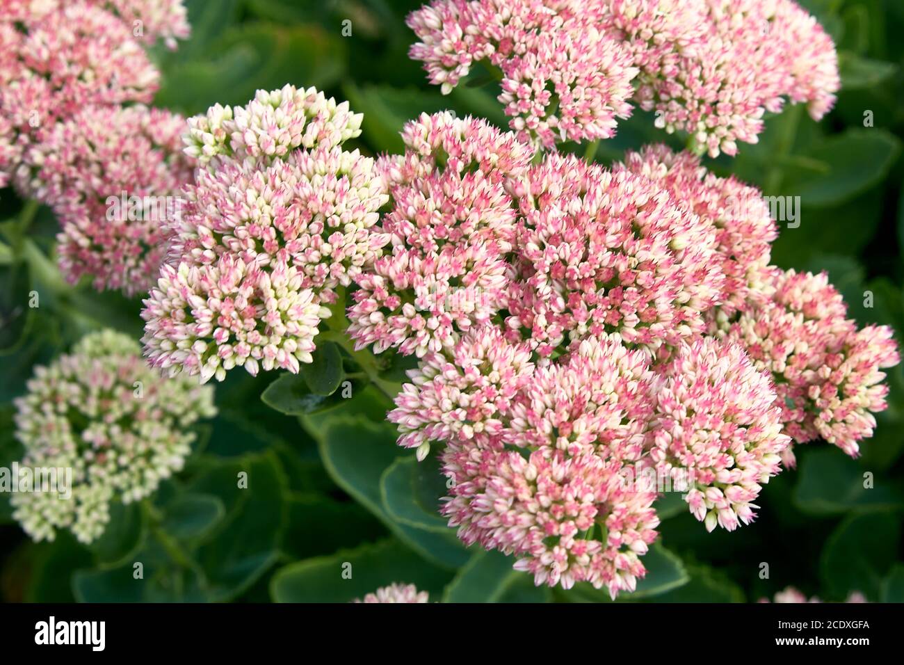 flower photography in high quality Stock Photo - Alamy