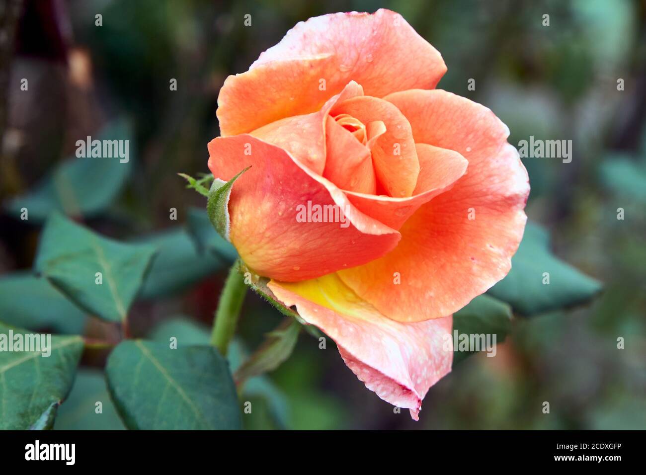 flower photography in high quality Stock Photo - Alamy
