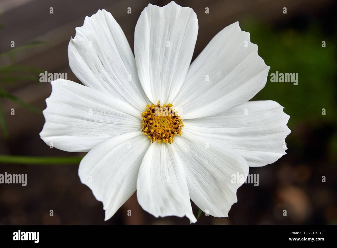 flower photography in high quality Stock Photo - Alamy