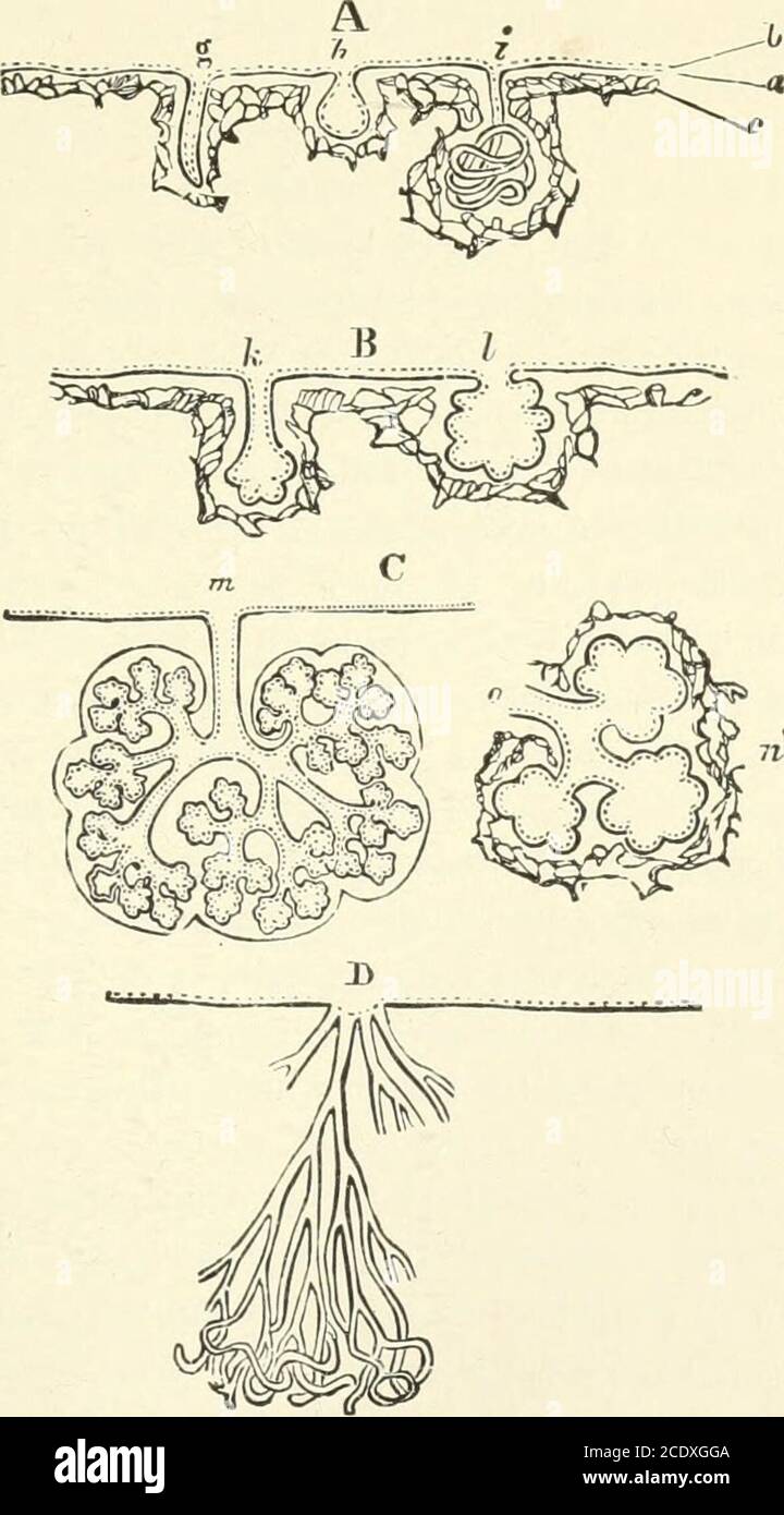 Mucous secretory cells hi-res stock photography and images - Alamy