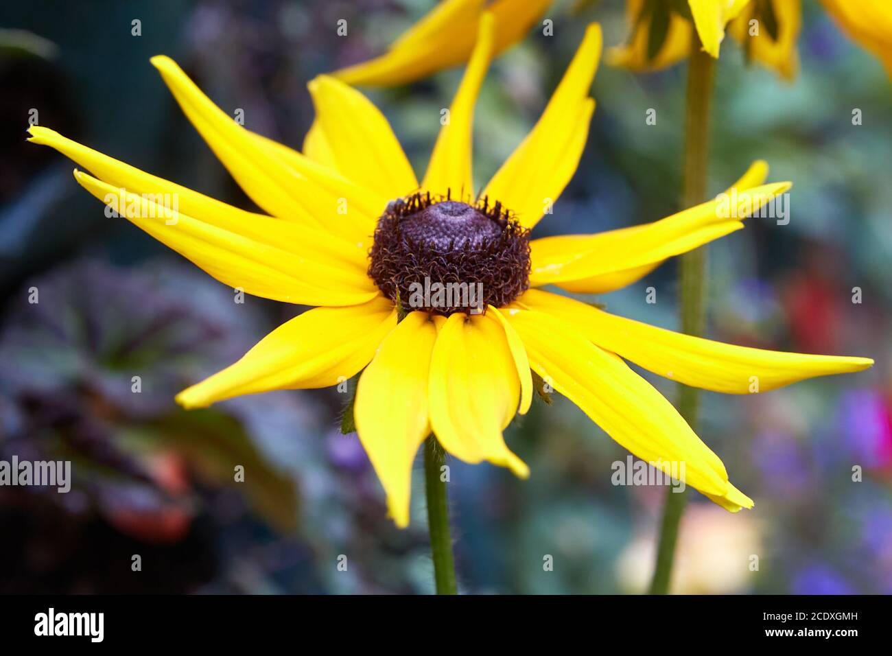 flower photography in high quality Stock Photo - Alamy