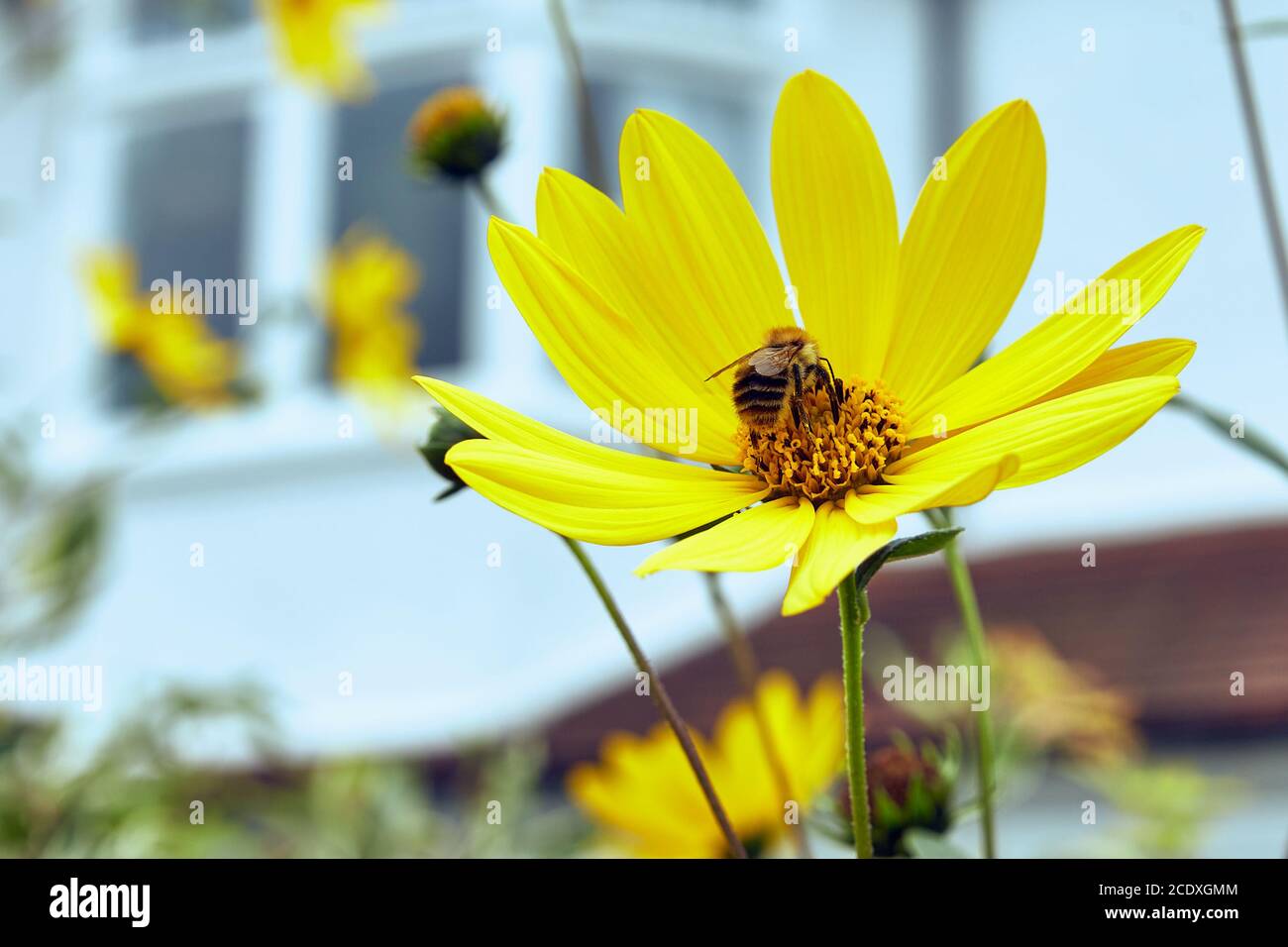 flower photography in high quality Stock Photo - Alamy