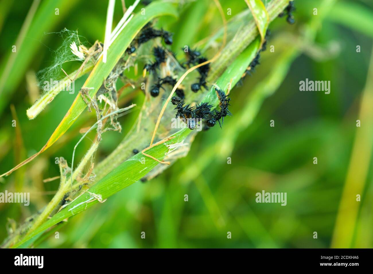Death of caterpillars hi-res stock photography and images - Alamy
