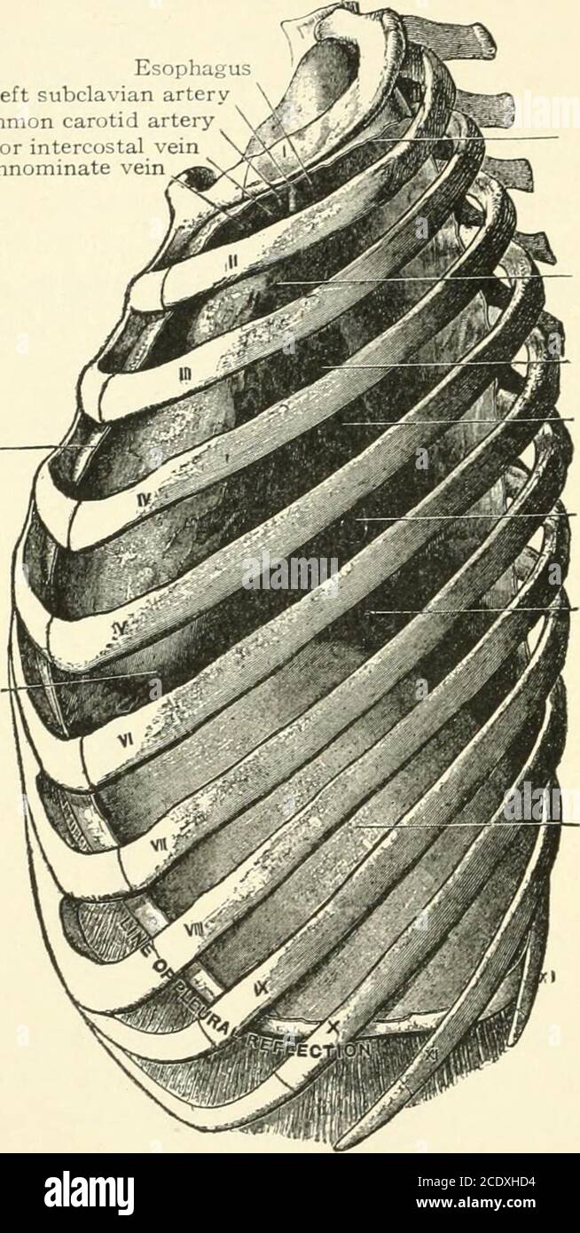 . Kirkes' handbook of physiology . the chest during inspiration isdue ...