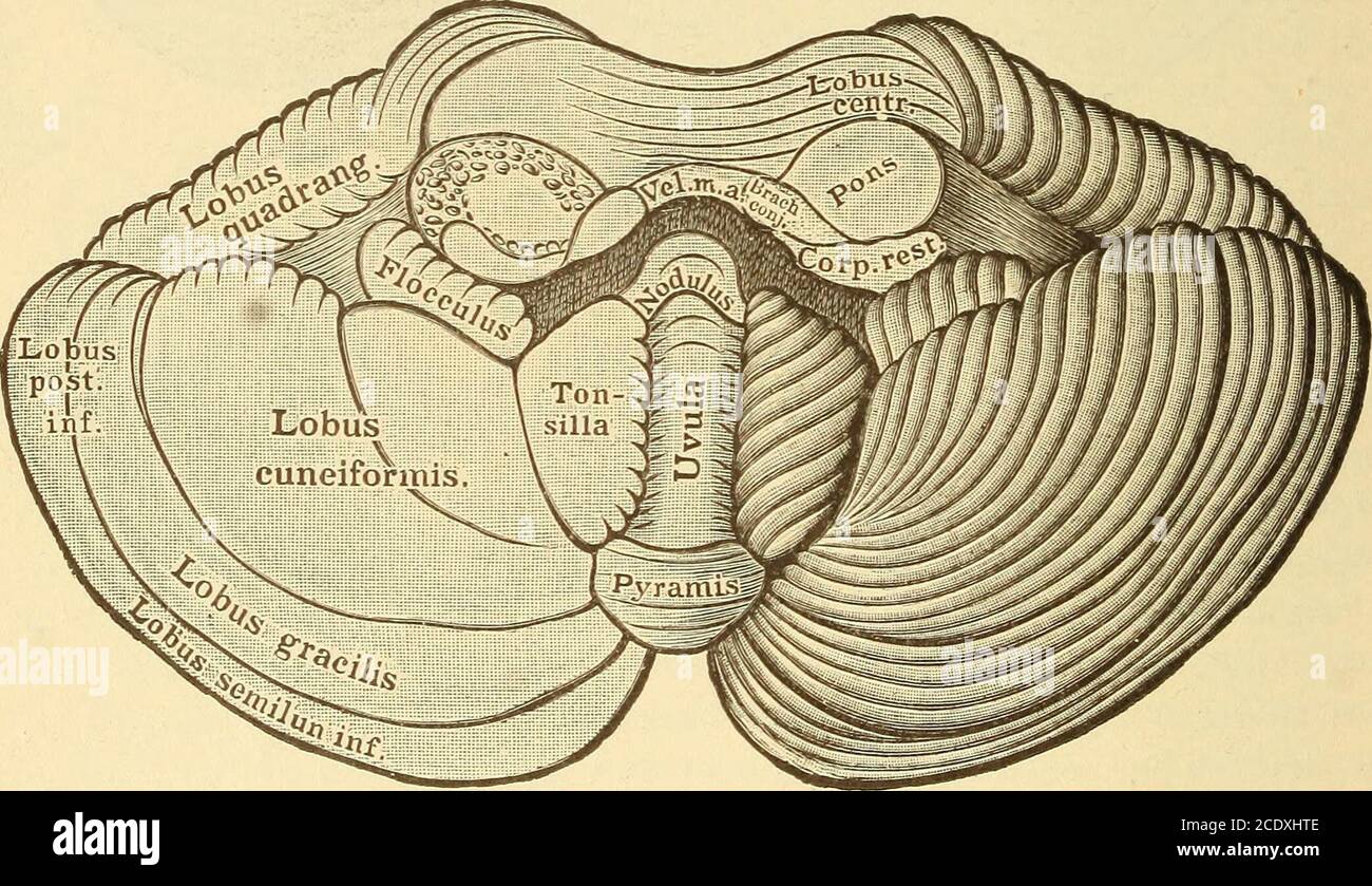 Flocculus hi-res stock photography and images - Alamy