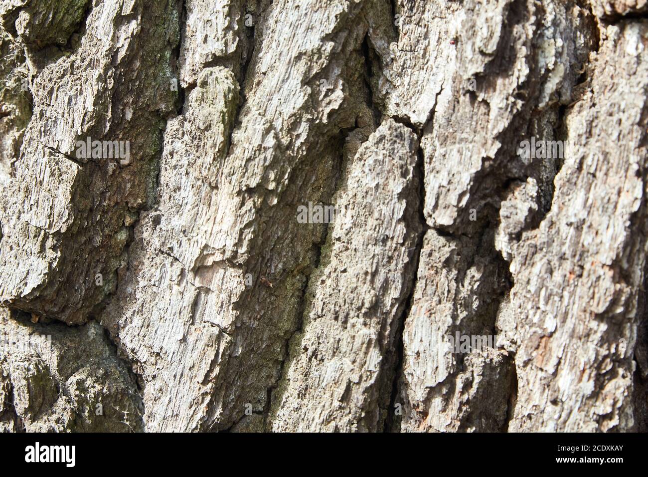 high quality wood texture photography Stock Photo - Alamy