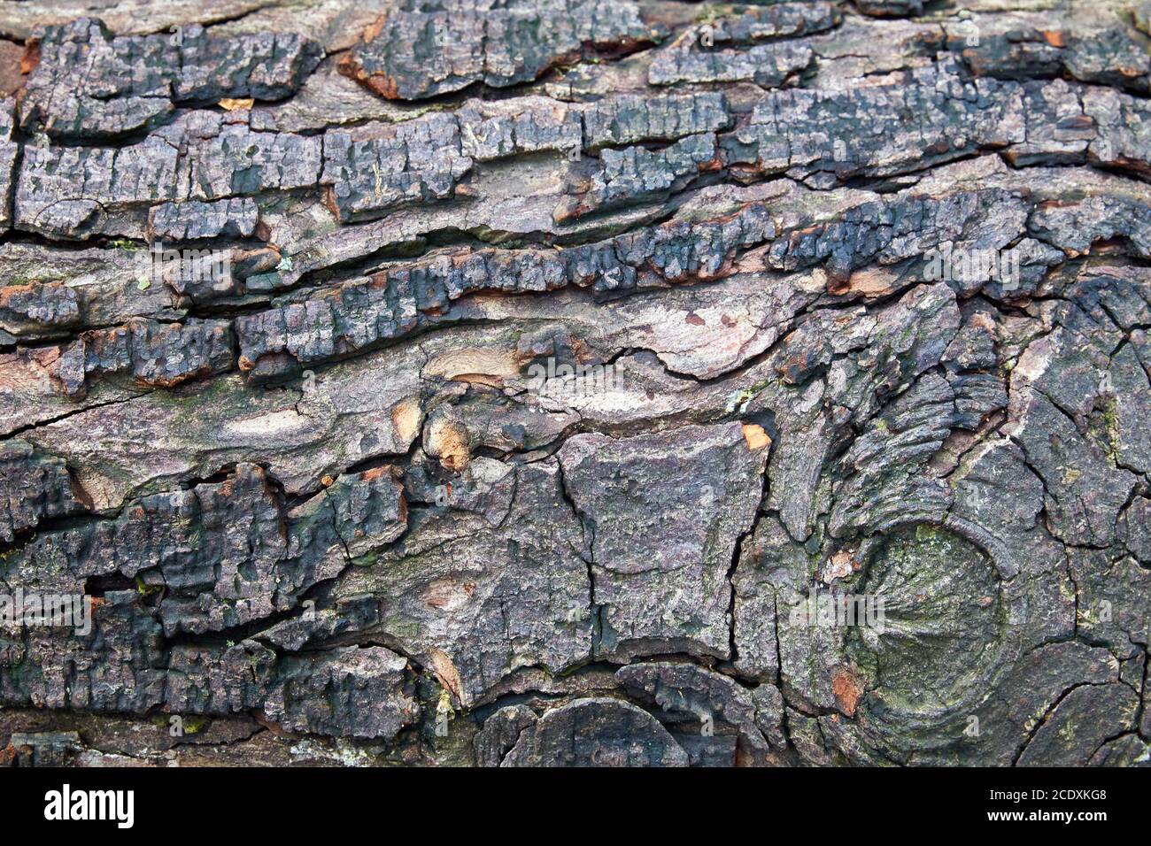 high quality wood texture photography Stock Photo - Alamy