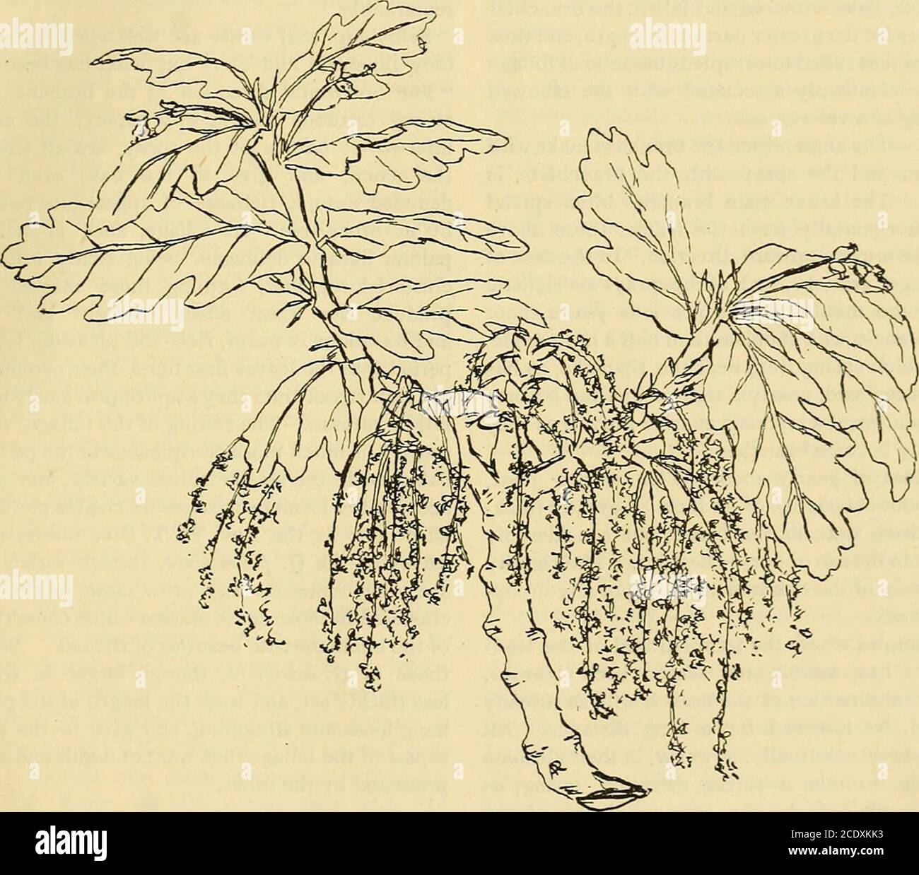 internode length plant