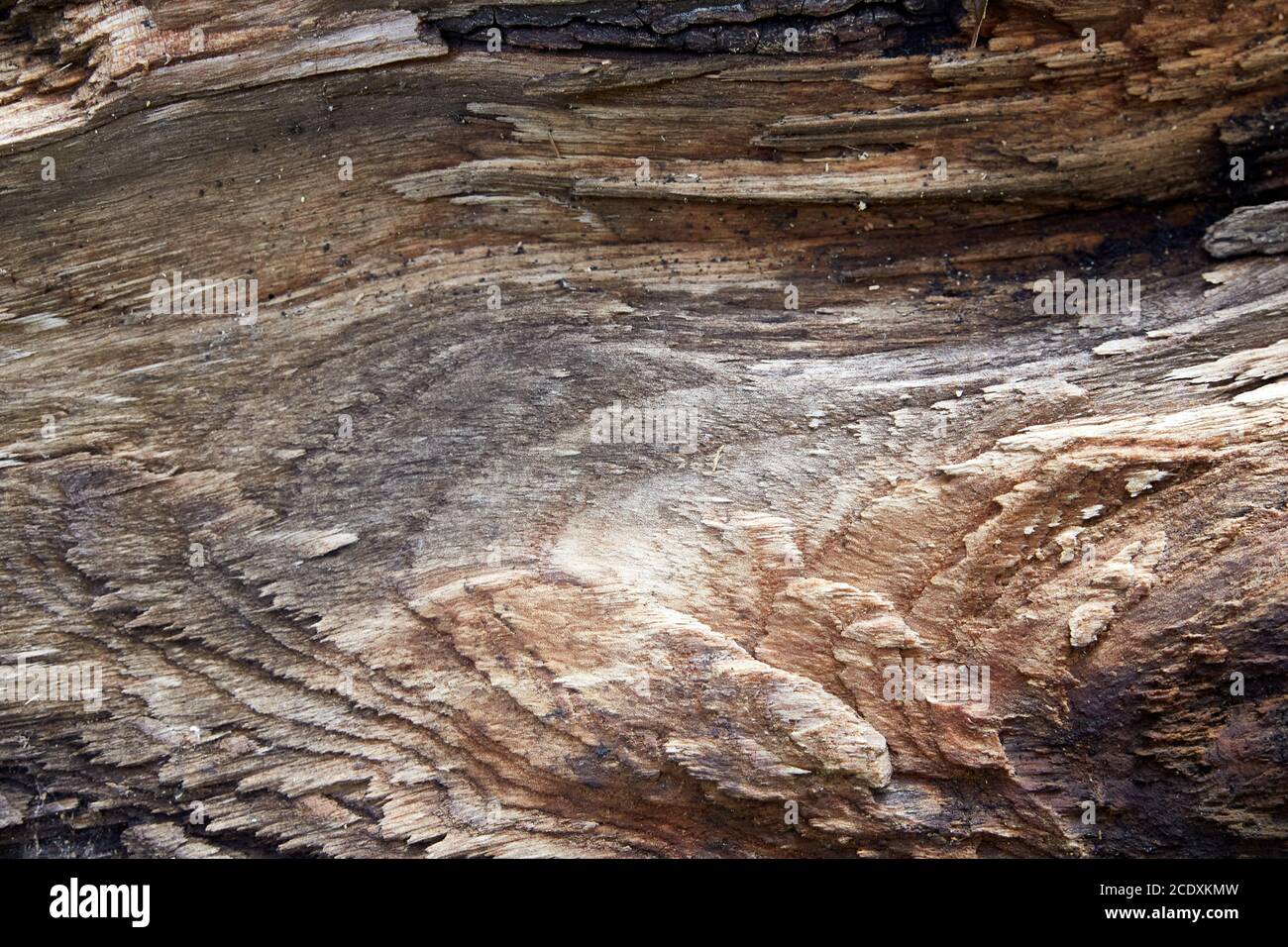 high quality wood texture photography Stock Photo - Alamy