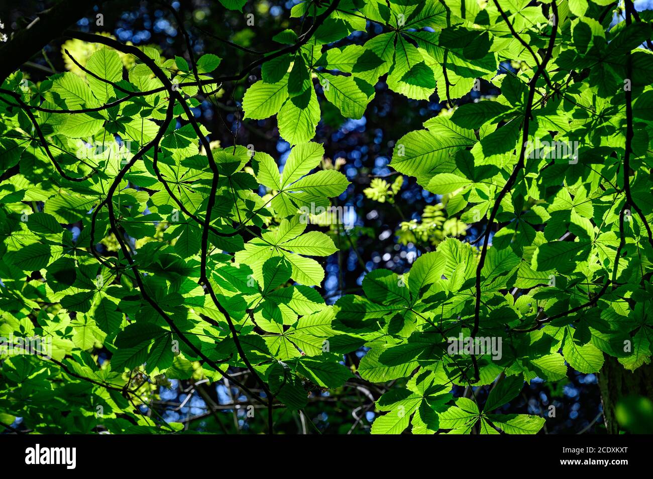 Worsley Woods, Worsley, Manchester Stock Photo - Alamy