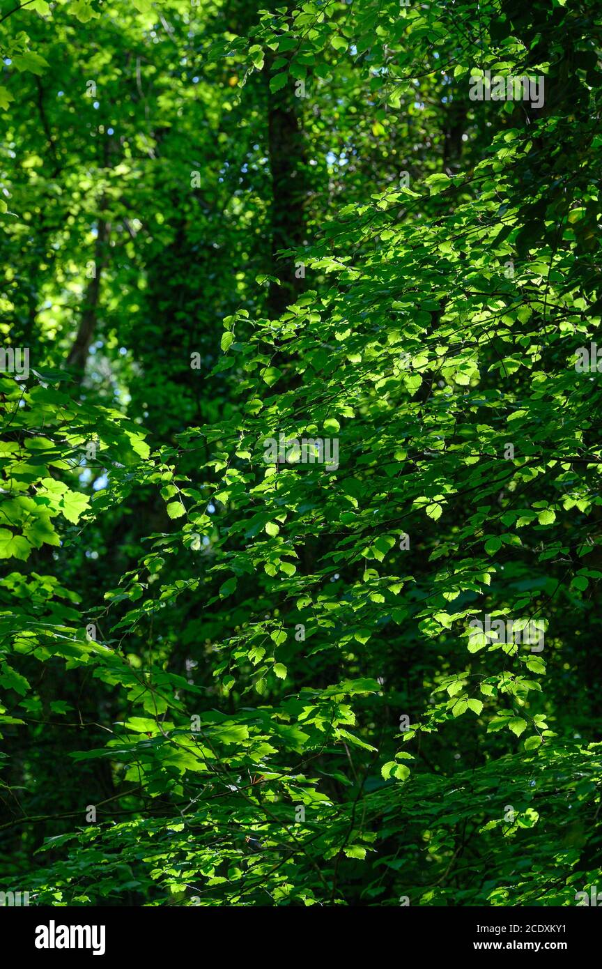 Worsley forest hi-res stock photography and images - Alamy