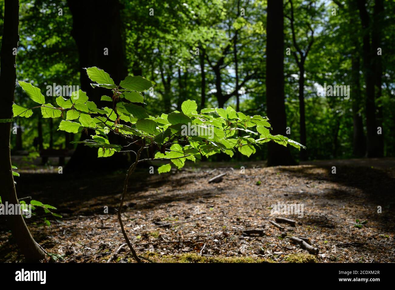 Worsley Woods, Worsley, Manchester Stock Photo - Alamy