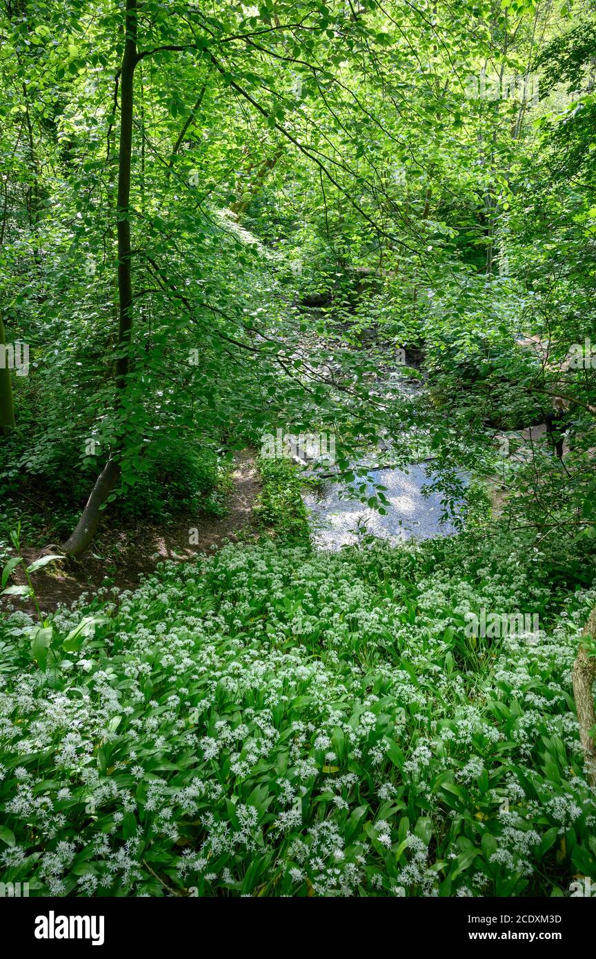 Worsley forest hi-res stock photography and images - Alamy