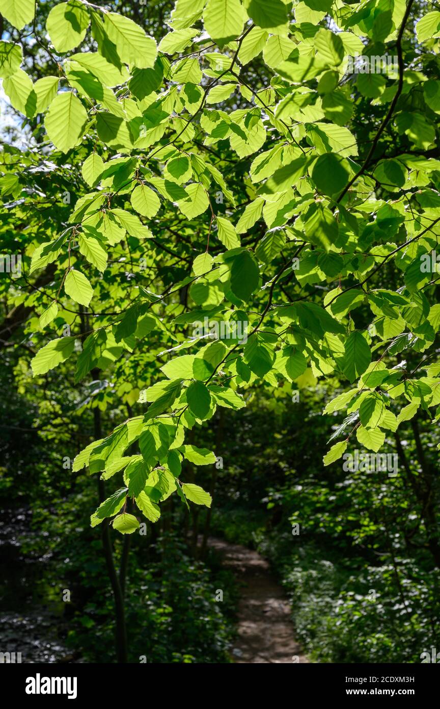 Worsley forest hi-res stock photography and images - Alamy