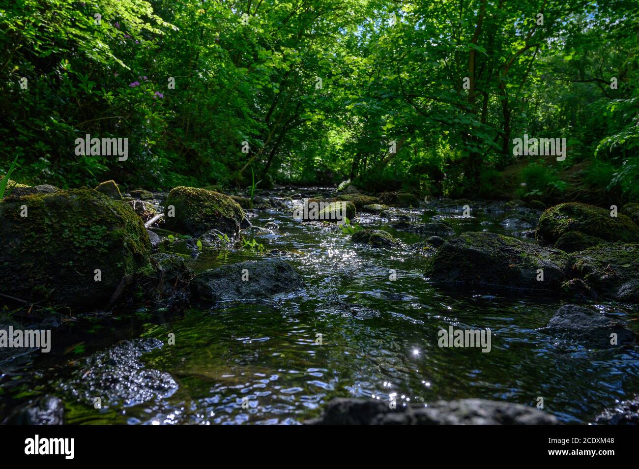 Worsley Woods, Worsley, Manchester Stock Photo - Alamy