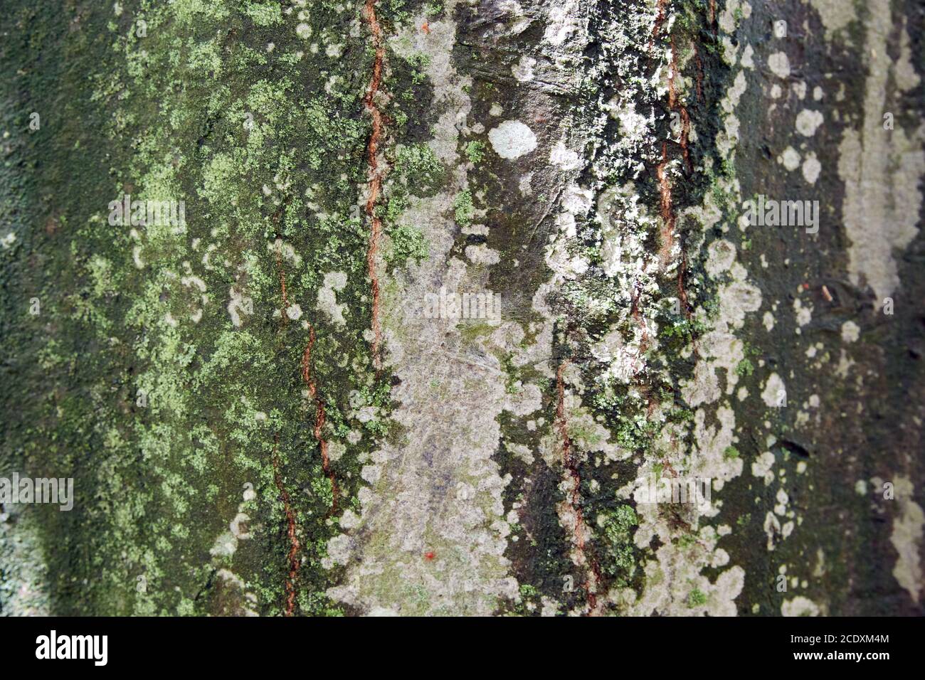 Quality wood texture hi-res stock photography and images - Alamy