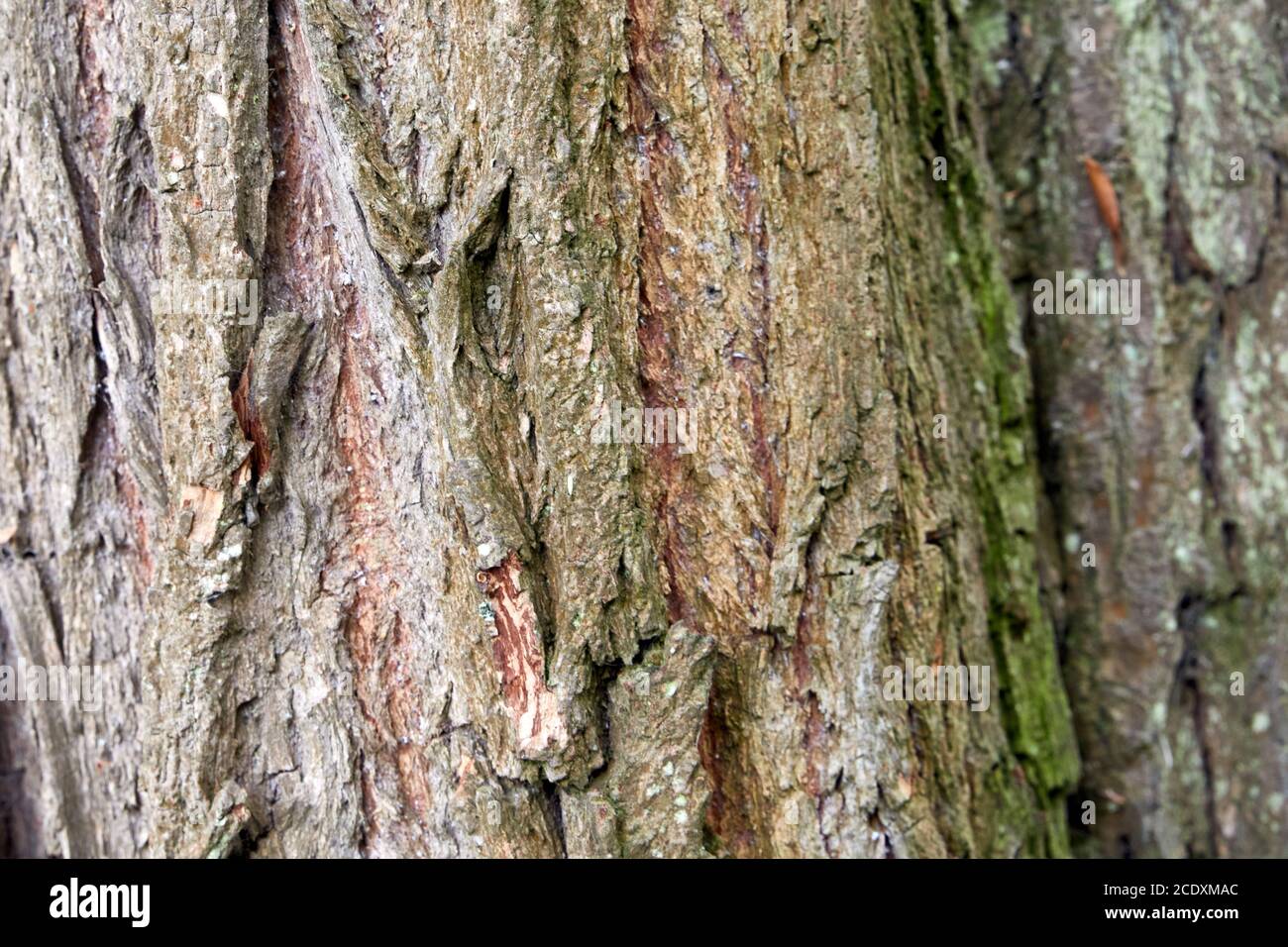 Wood texture high quality hi-res stock photography and images - Alamy