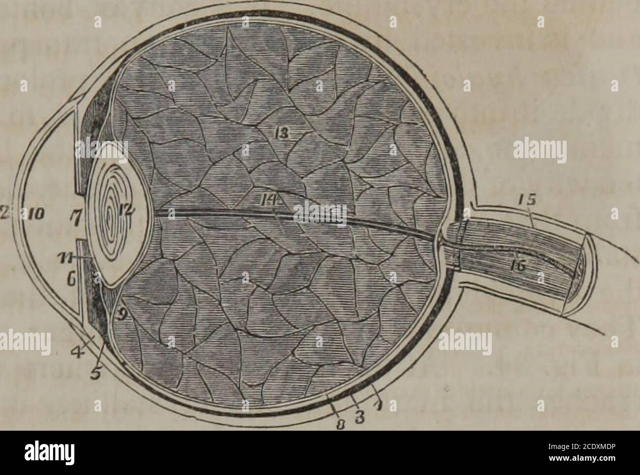 Aqueous humour hi-res stock photography and images - Alamy