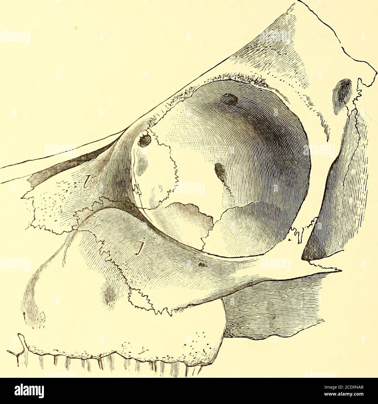 . The book of antelopes . ig. 39, p. 169) the orbit is comparatively ...