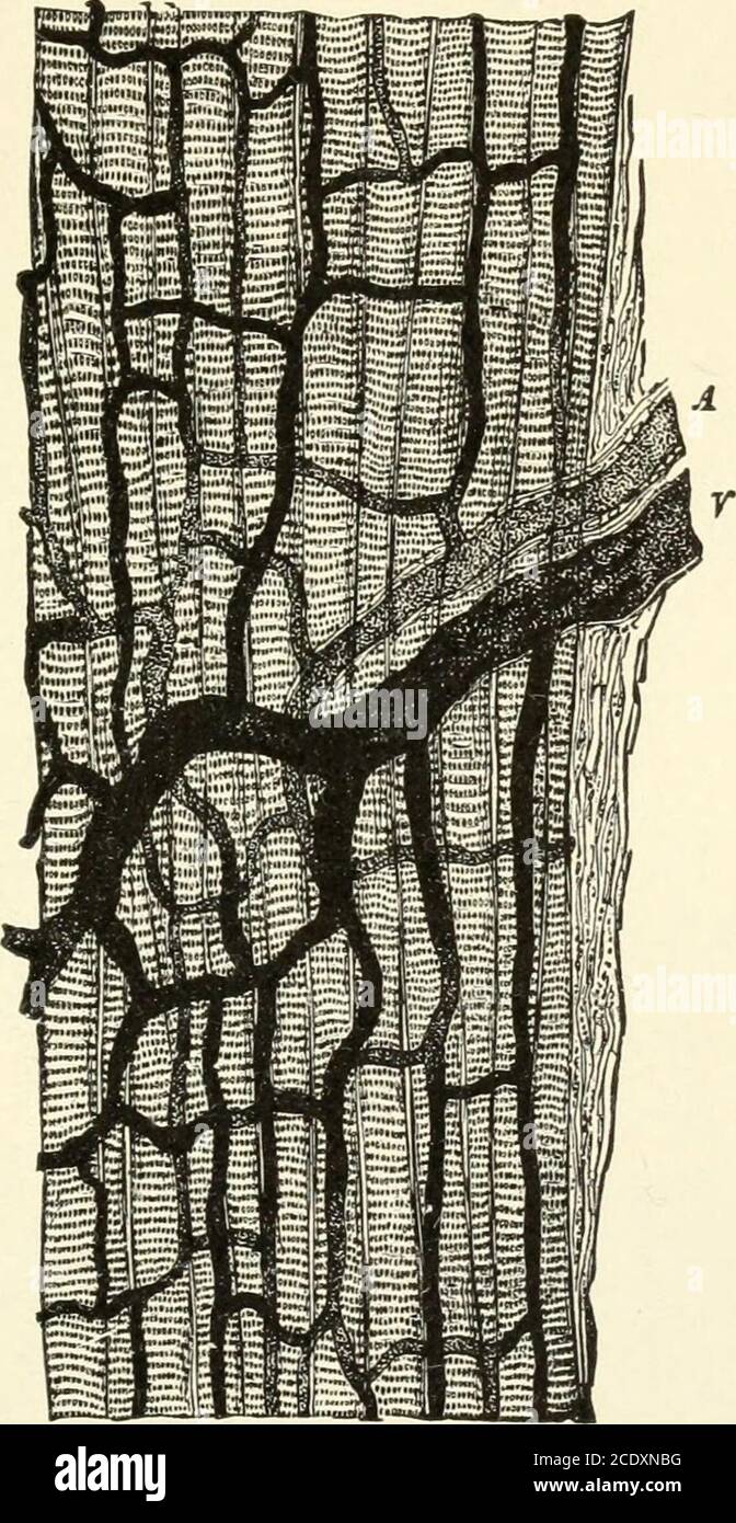 . Kirkes' handbook of physiology . Fig. 148.—Network of Capillary ...