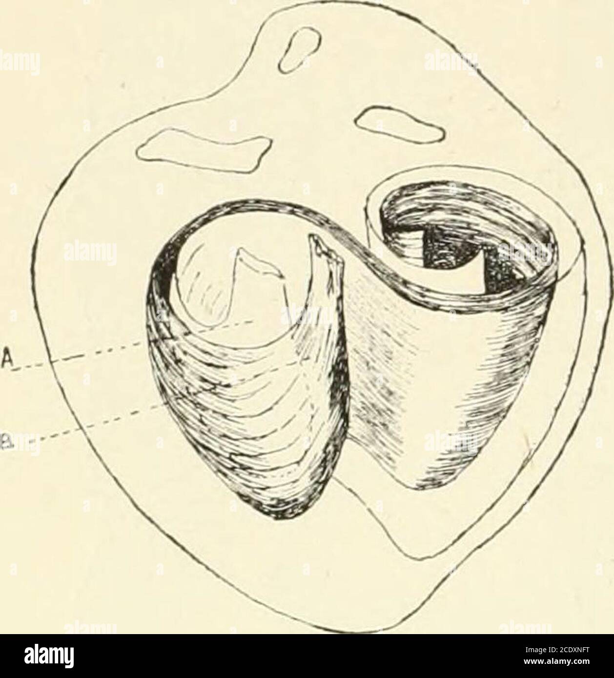 . Kirkes' handbook of physiology . Fig. 140. Fig. 141. Fig. 140 ...