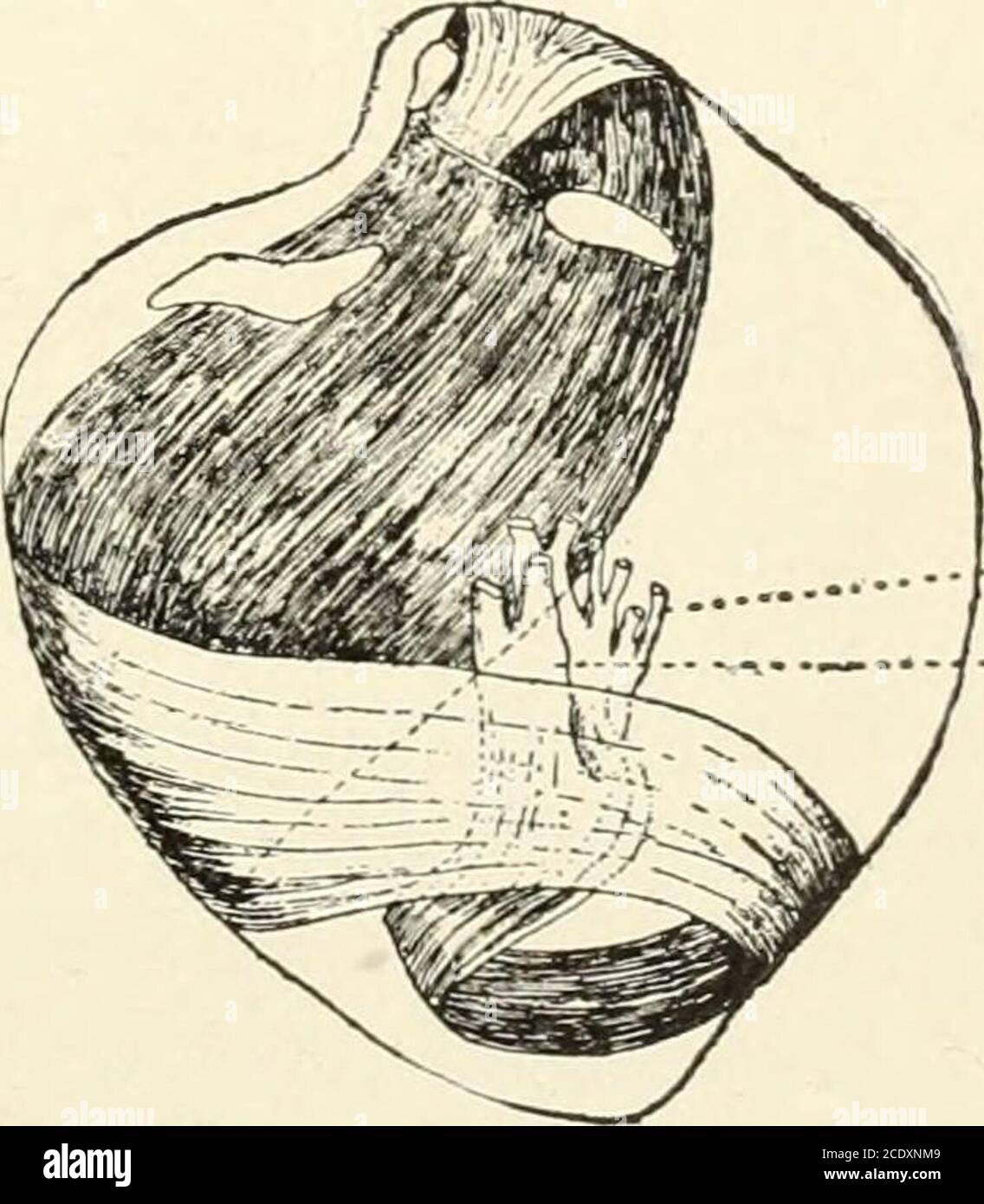 . Kirkes' handbook of physiology . Fig. 140. Fig. 141. Fig. 140 ...