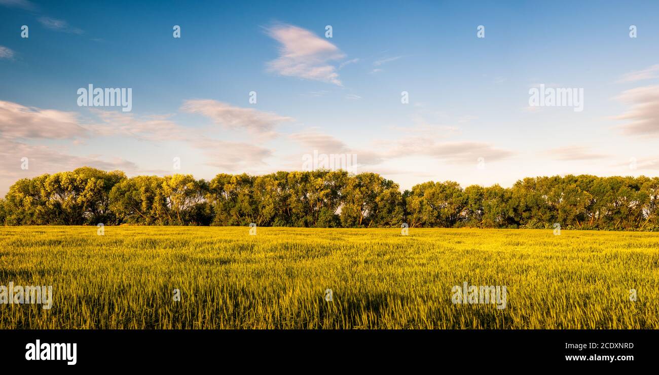 Cornfield in front of a river with trees Stock Photo - Alamy