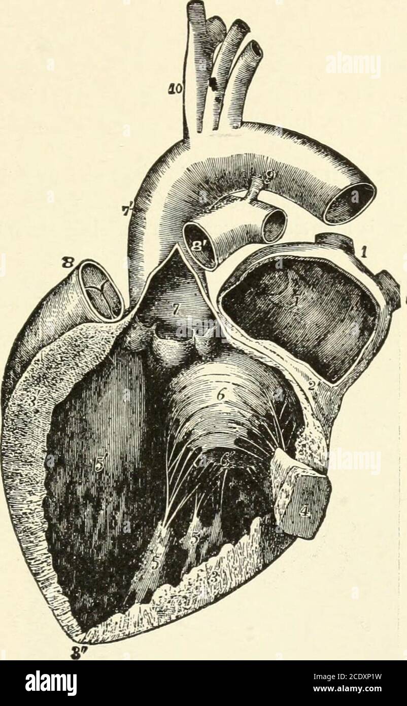 Pulmonary semilunar hi-res stock photography and images - Alamy