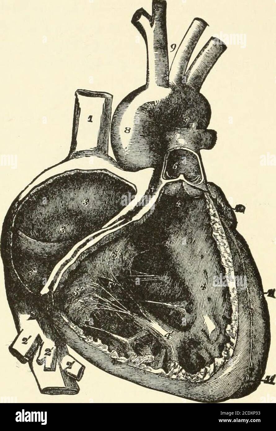 . Kirkes' handbook of physiology . right auricle, the right part of the ...