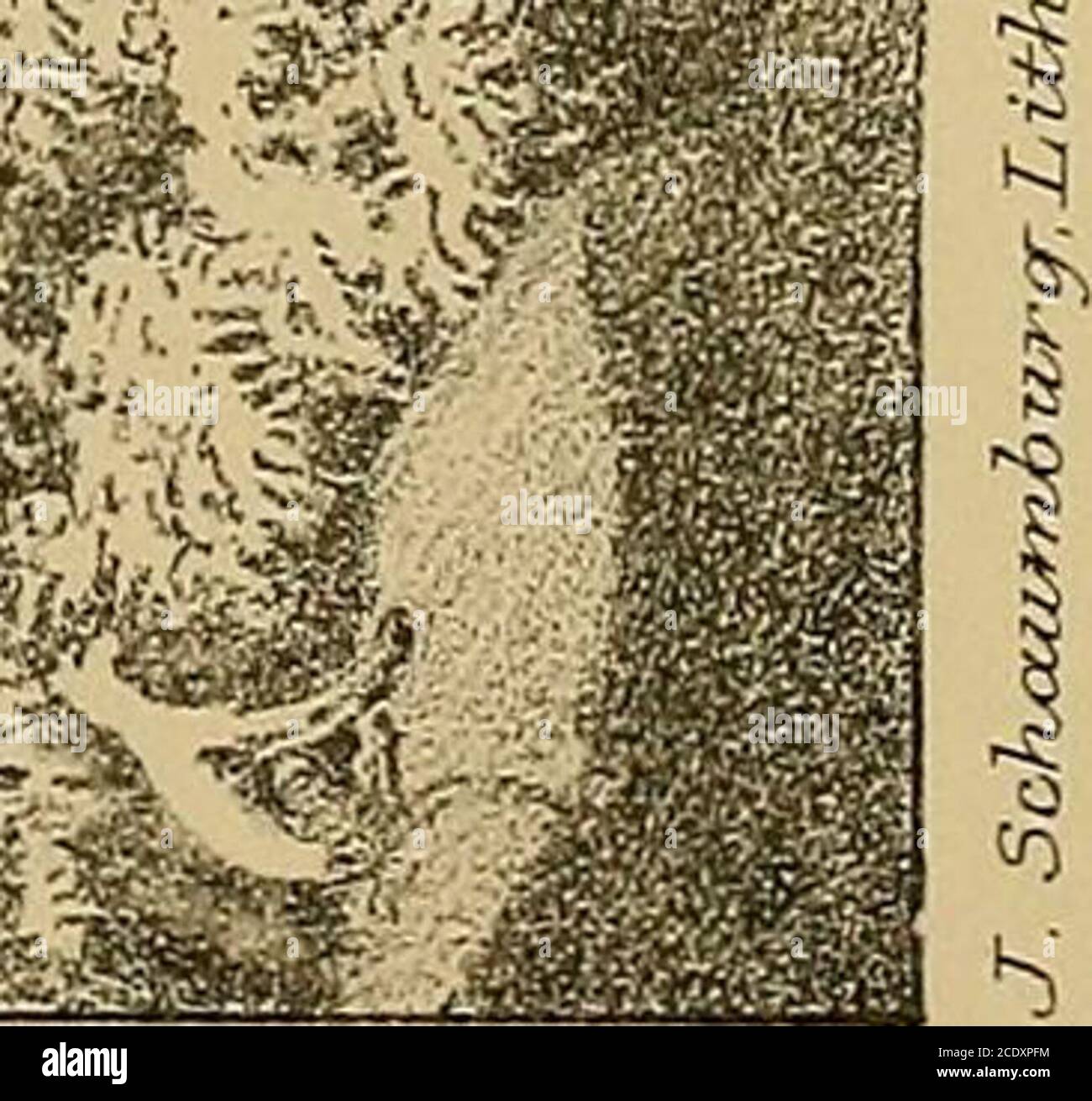 . Memoirs of the Geological Survey of India . i^m. KALADGI SERIES. 107 ...