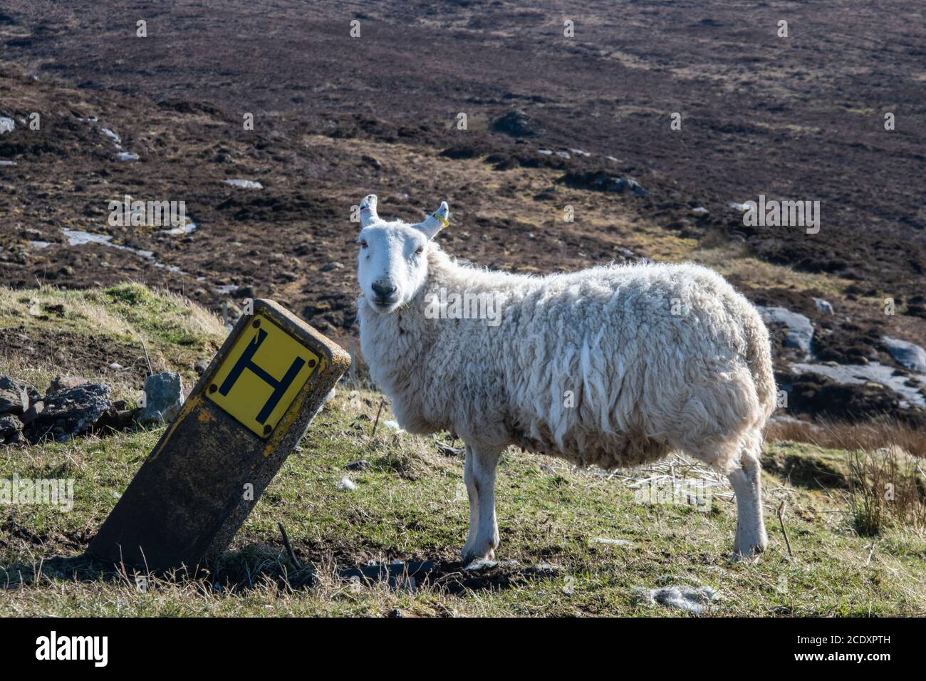 Sheep by a water hydrant post on the coast of the Isle of Skye Stock ...