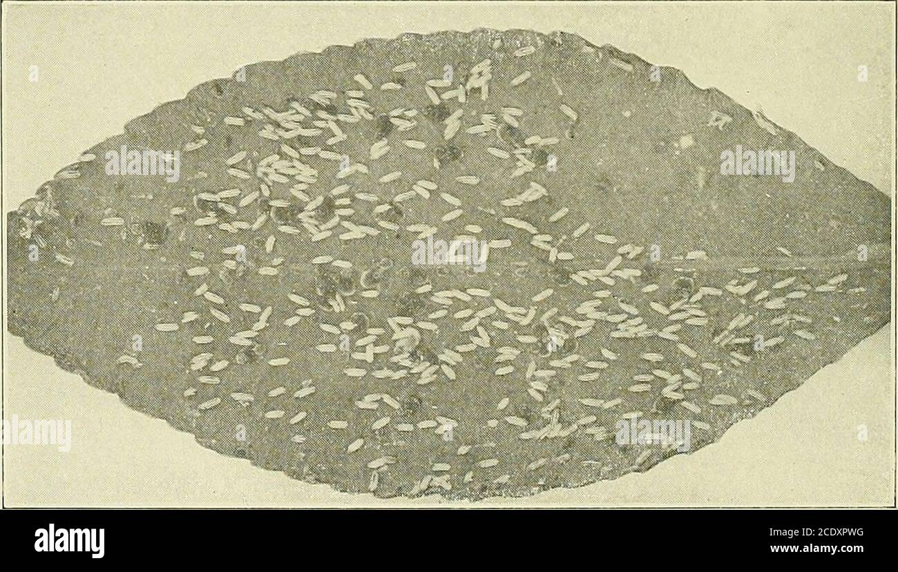 . Report of the State Entomologist of Connecticut for the year .. . b ...