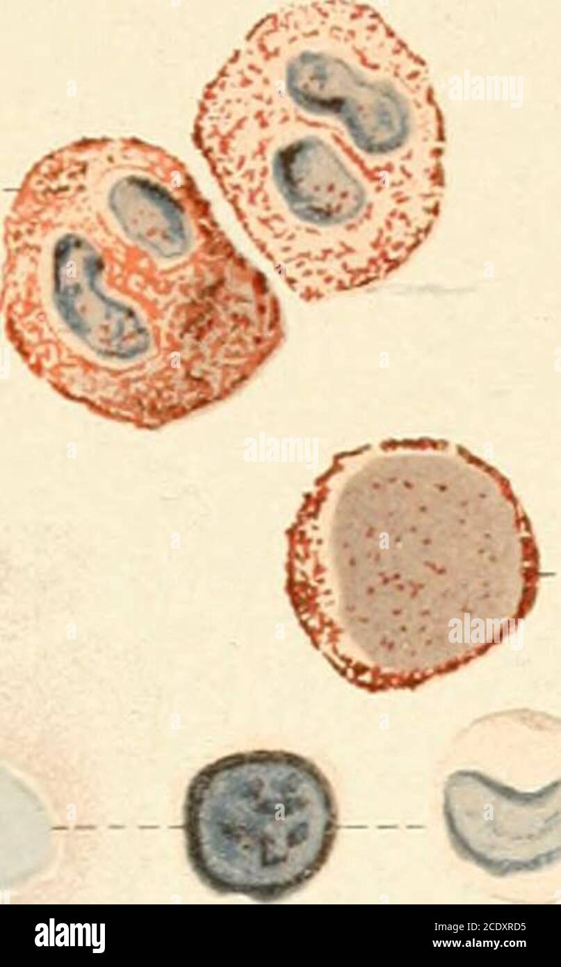 . Kirkes' handbook of physiology . ll has an indented nucleus; its ...