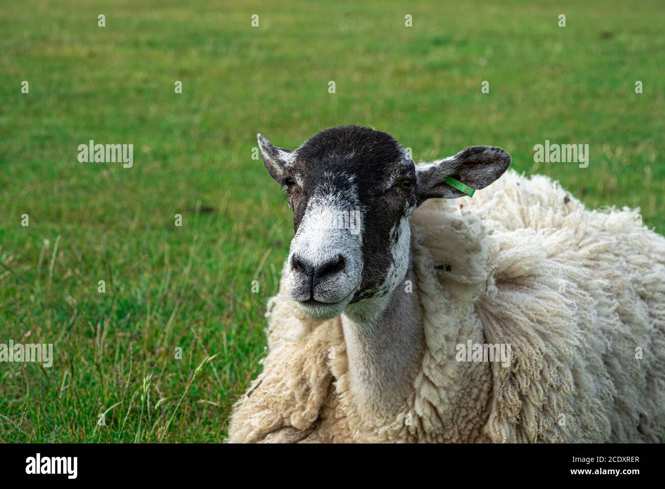 Sheeps head side view hi-res stock photography and images - Alamy