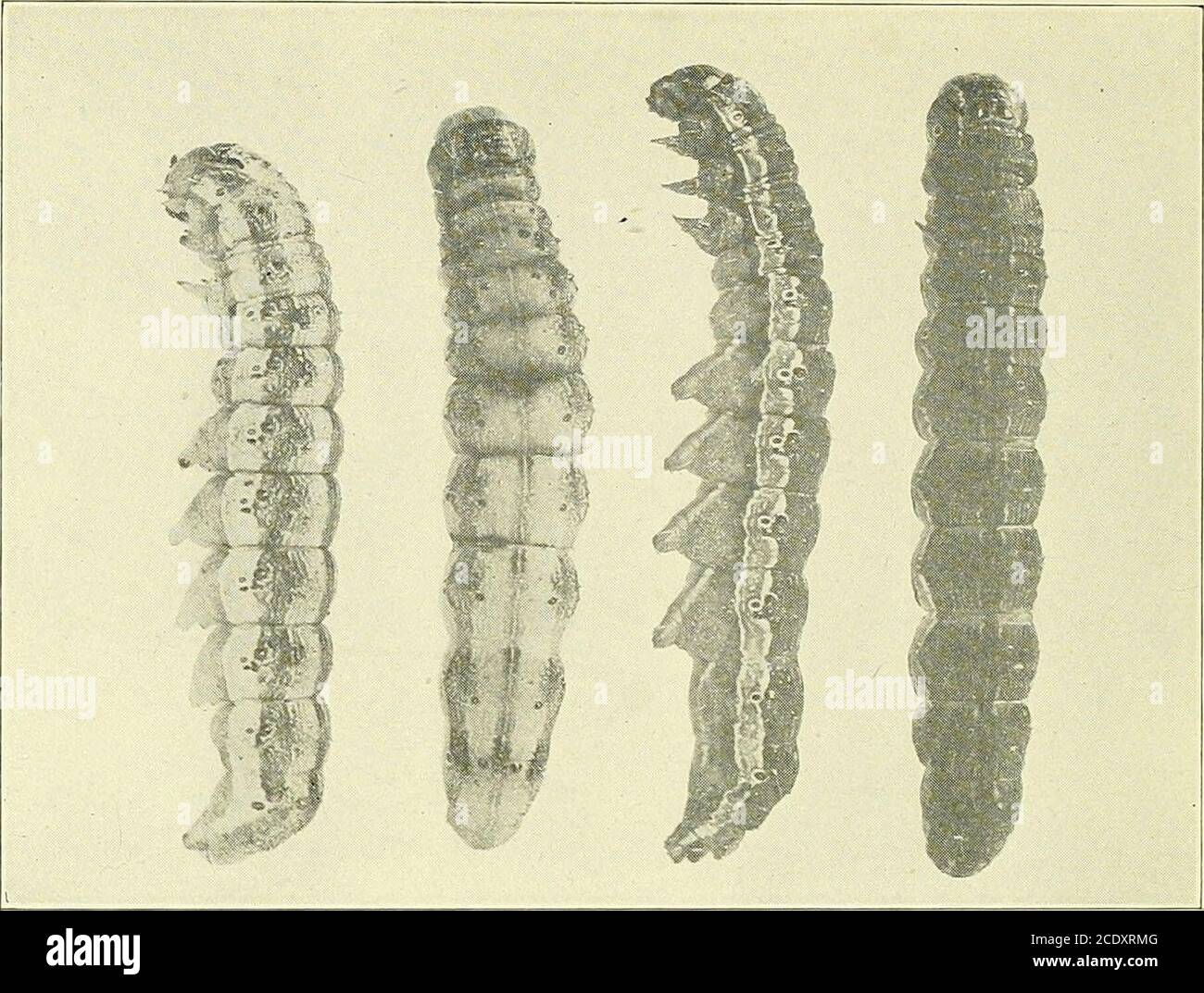 . Report of the State Entomologist of Connecticut for the year .. . b ...