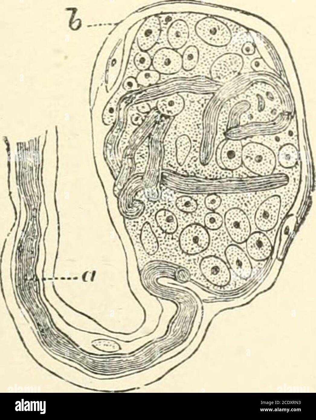 . Kirkes' handbook of physiology . Fig. 102.—Tactile Corpuscle of ...